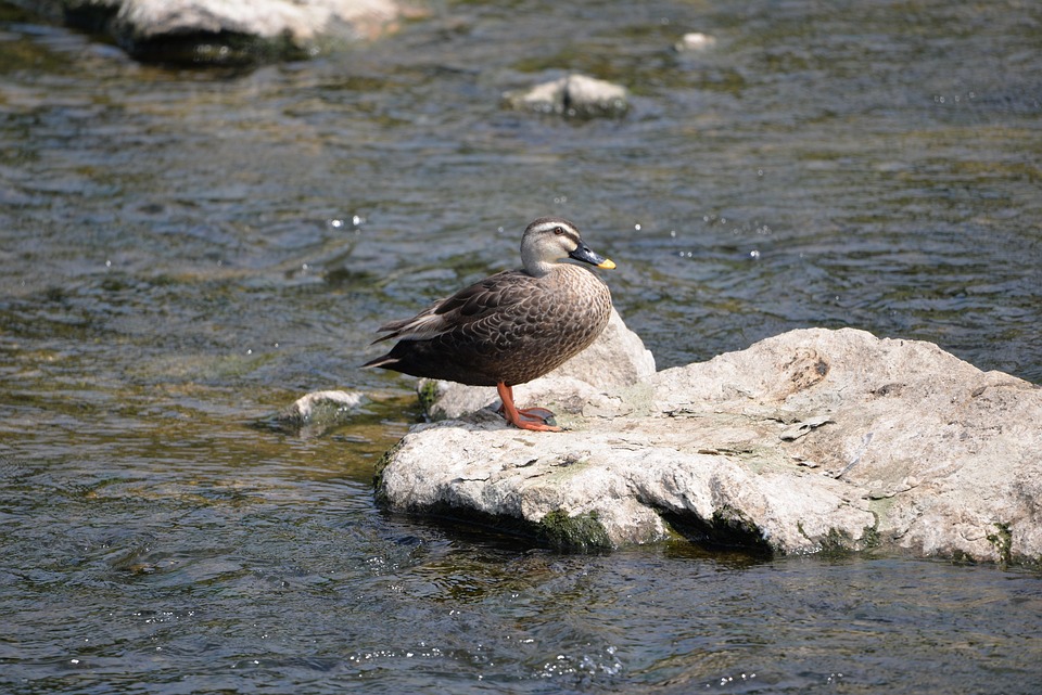 Duck Stream River - Free photo on Pixabay - Pixabay