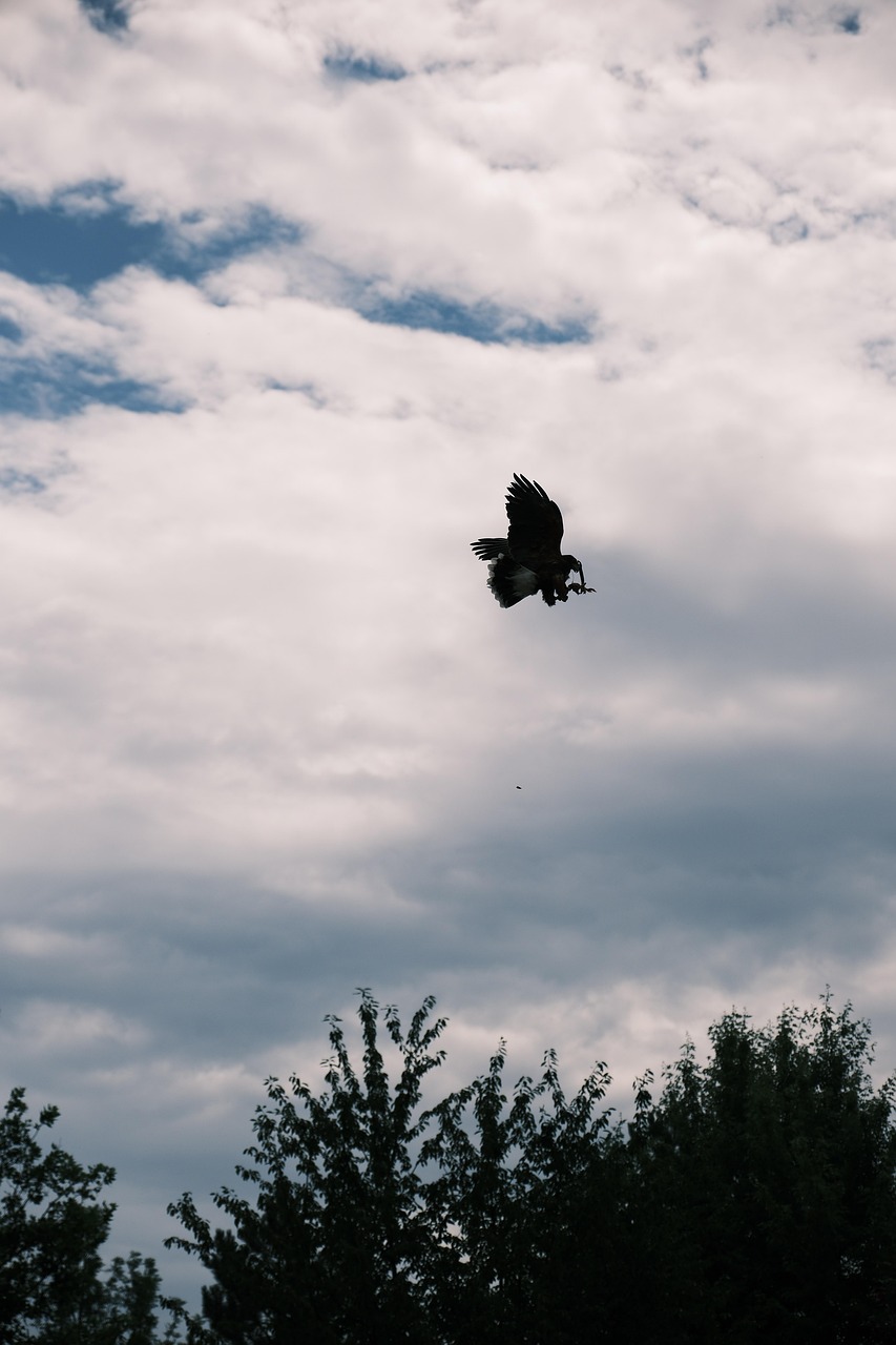 Orol Pájaro Naturaleza - Foto gratis en Pixabay