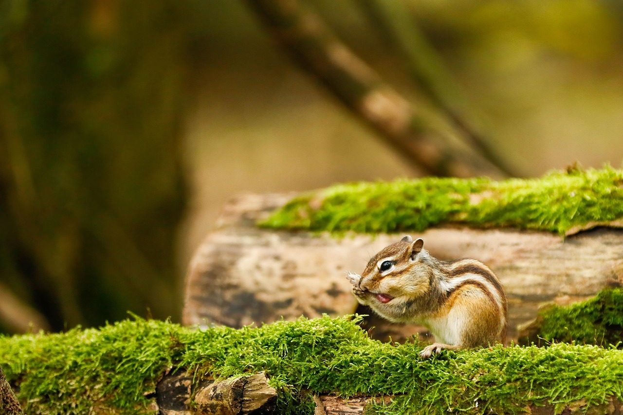 Squirl Animal Wildlife - Free photo on Pixabay - Pixabay