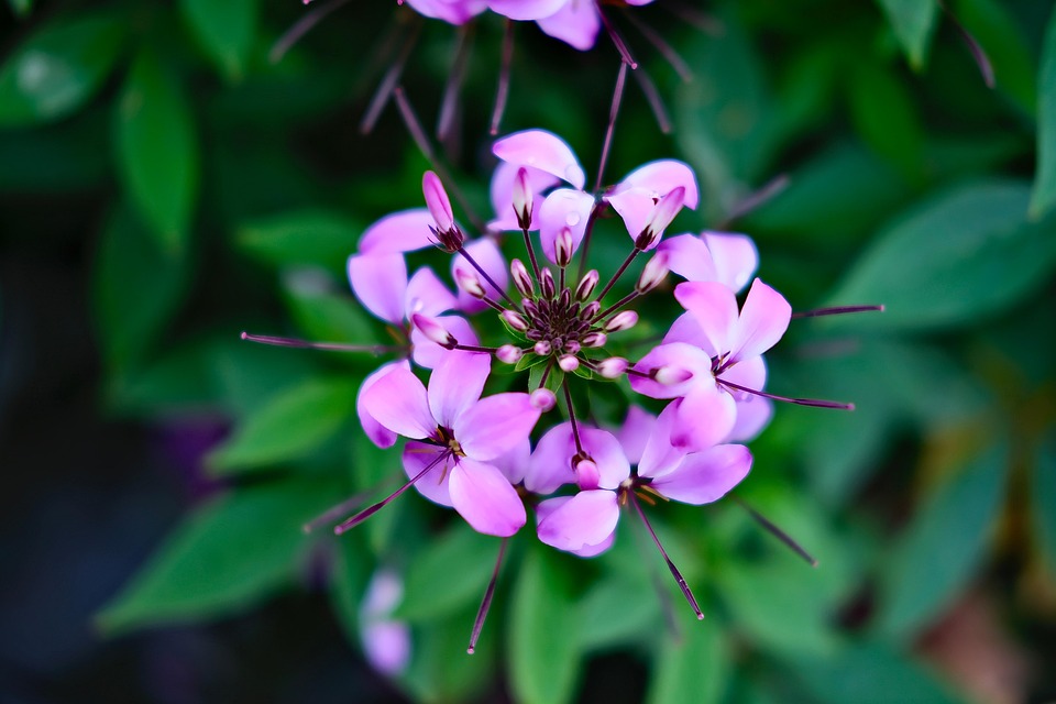 Flower Spider Flowers Plant - Free photo on Pixabay