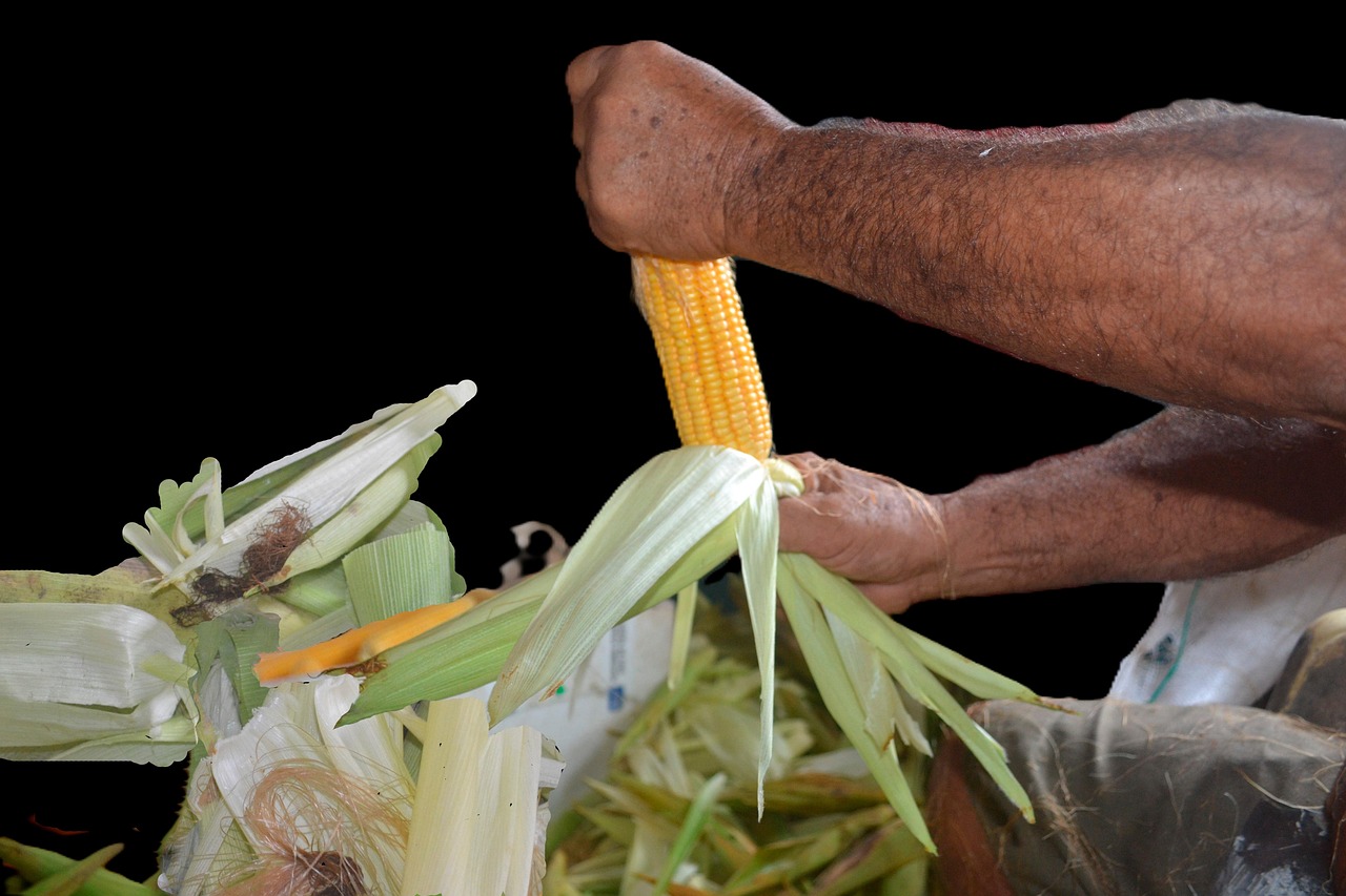 Dehusking Of The Corncob Bun Corn - Free photo on Pixabay - Pixabay