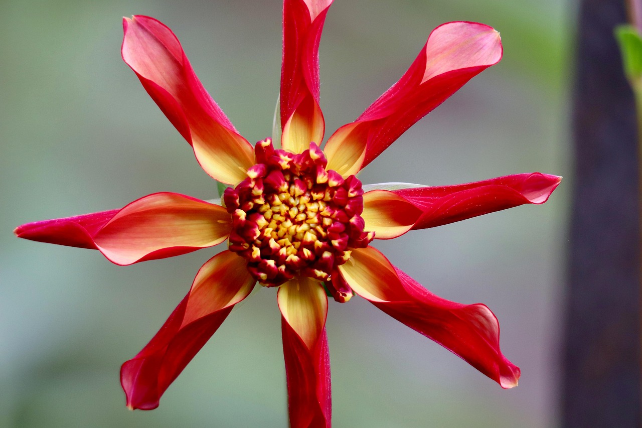 Dahlia Flower Plant Red - Free photo on Pixabay