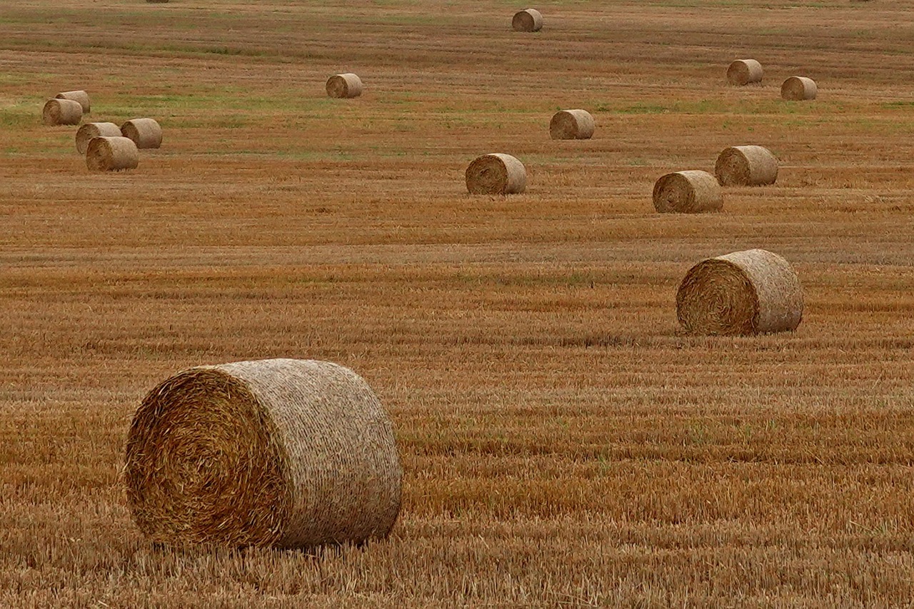 Summer Field Harvest - Free photo on Pixabay - Pixabay