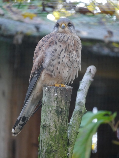 Bird Prey Of - Free photo on Pixabay