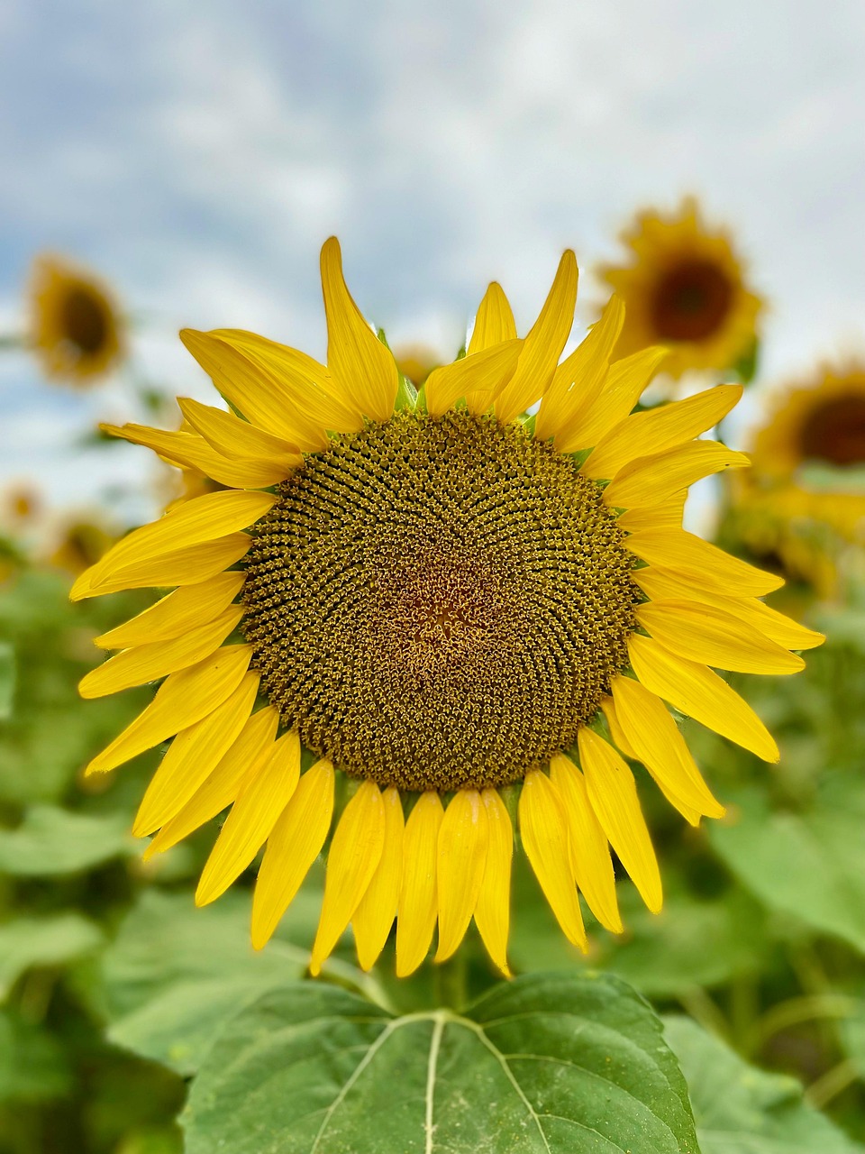 Sunflower Field Summer - Free photo on Pixabay