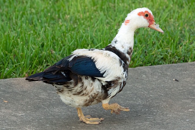 Pato Real Pájaro Animal Fauna - Foto gratis en Pixabay