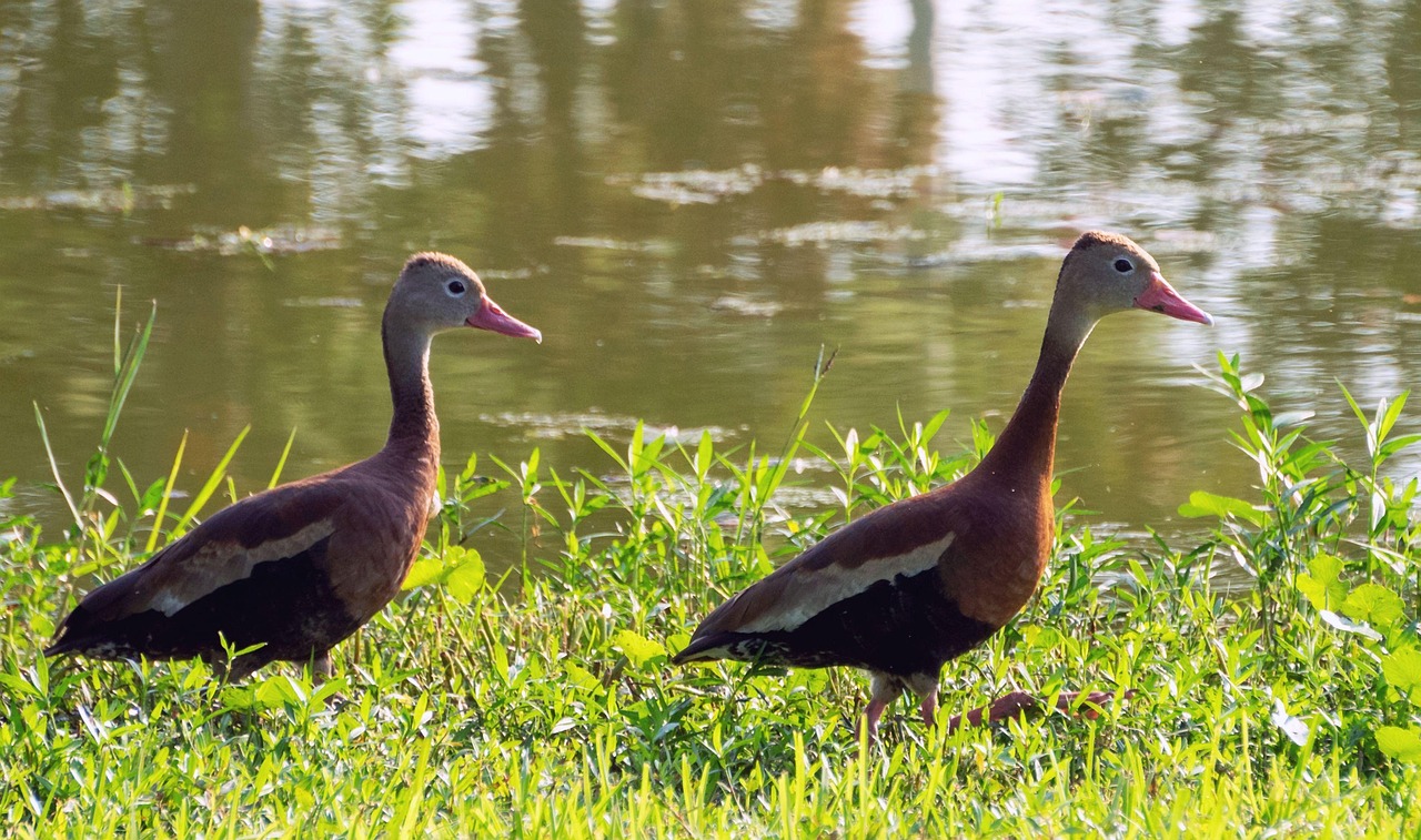 Black-Bellied Whistling Ducks Duck - Free photo on Pixabay - Pixabay