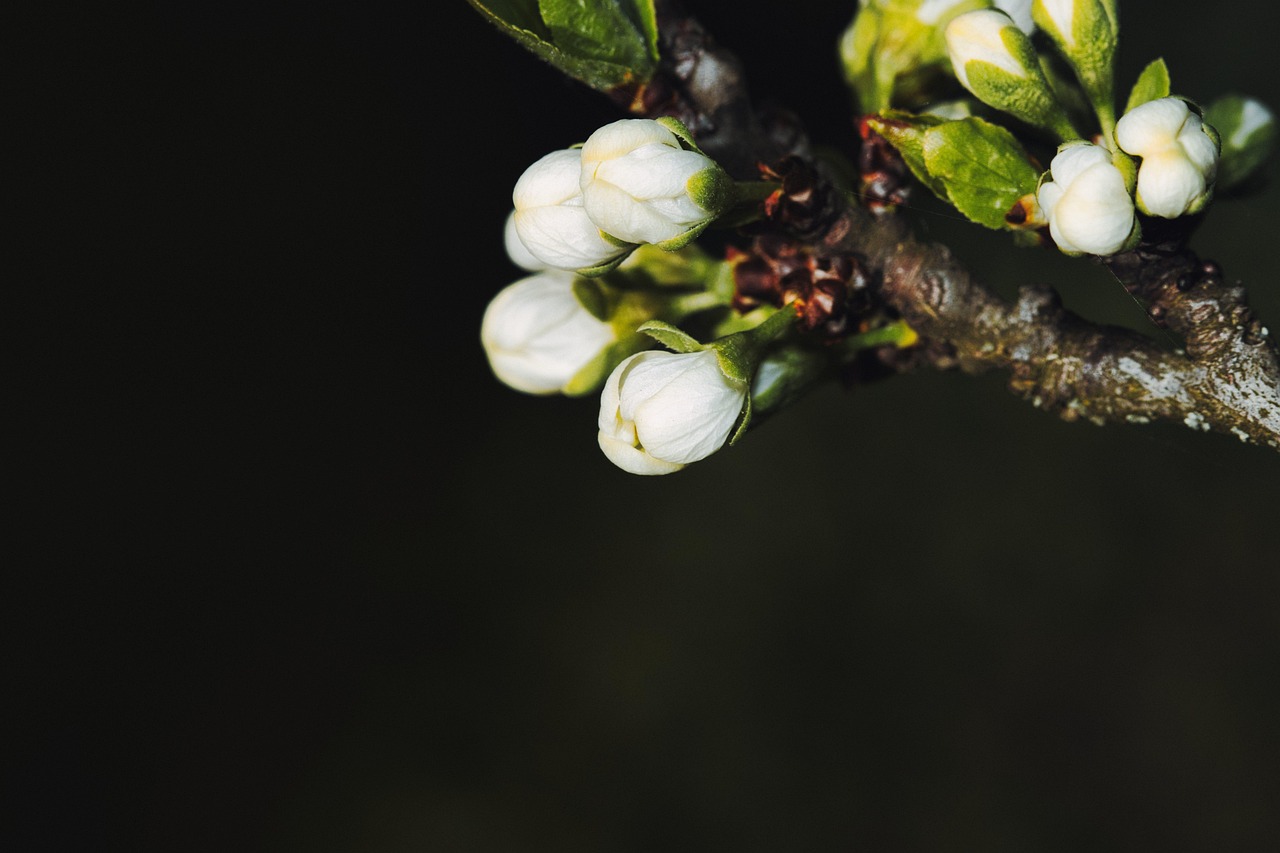 Fleurs Botanique Bourgeon - Photo gratuite sur Pixabay