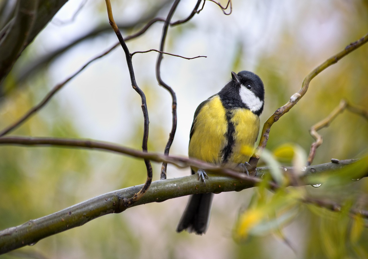 Pájaro Animal Pluma - Foto gratis en Pixabay