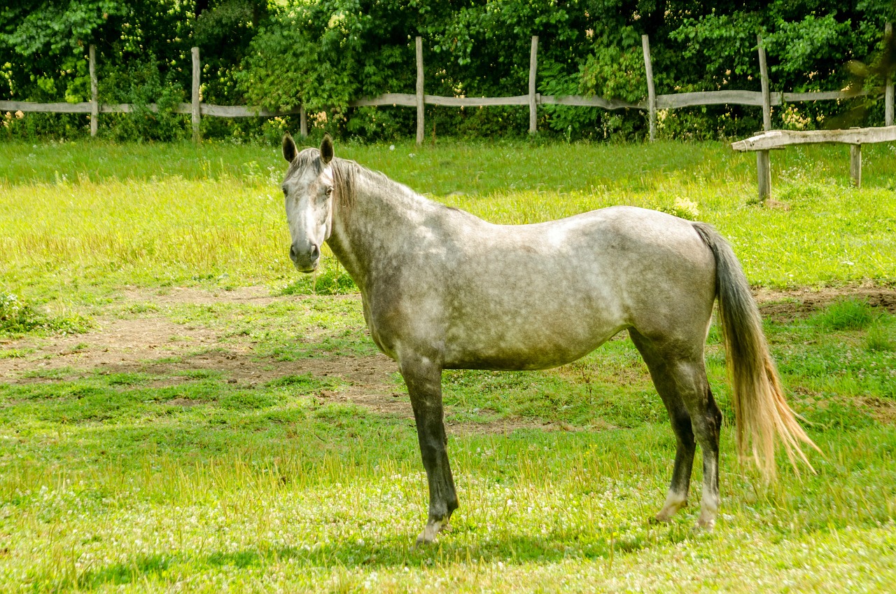 Odd-Toed Ungulate Four-Legged - Free photo on Pixabay