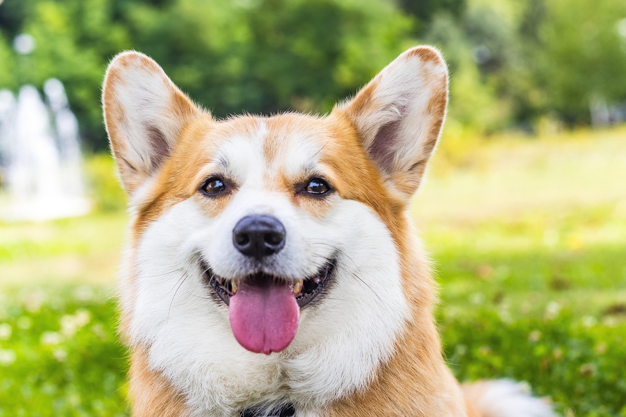 Pembroke Welsh Corgi - Foto gratuita no Pixabay