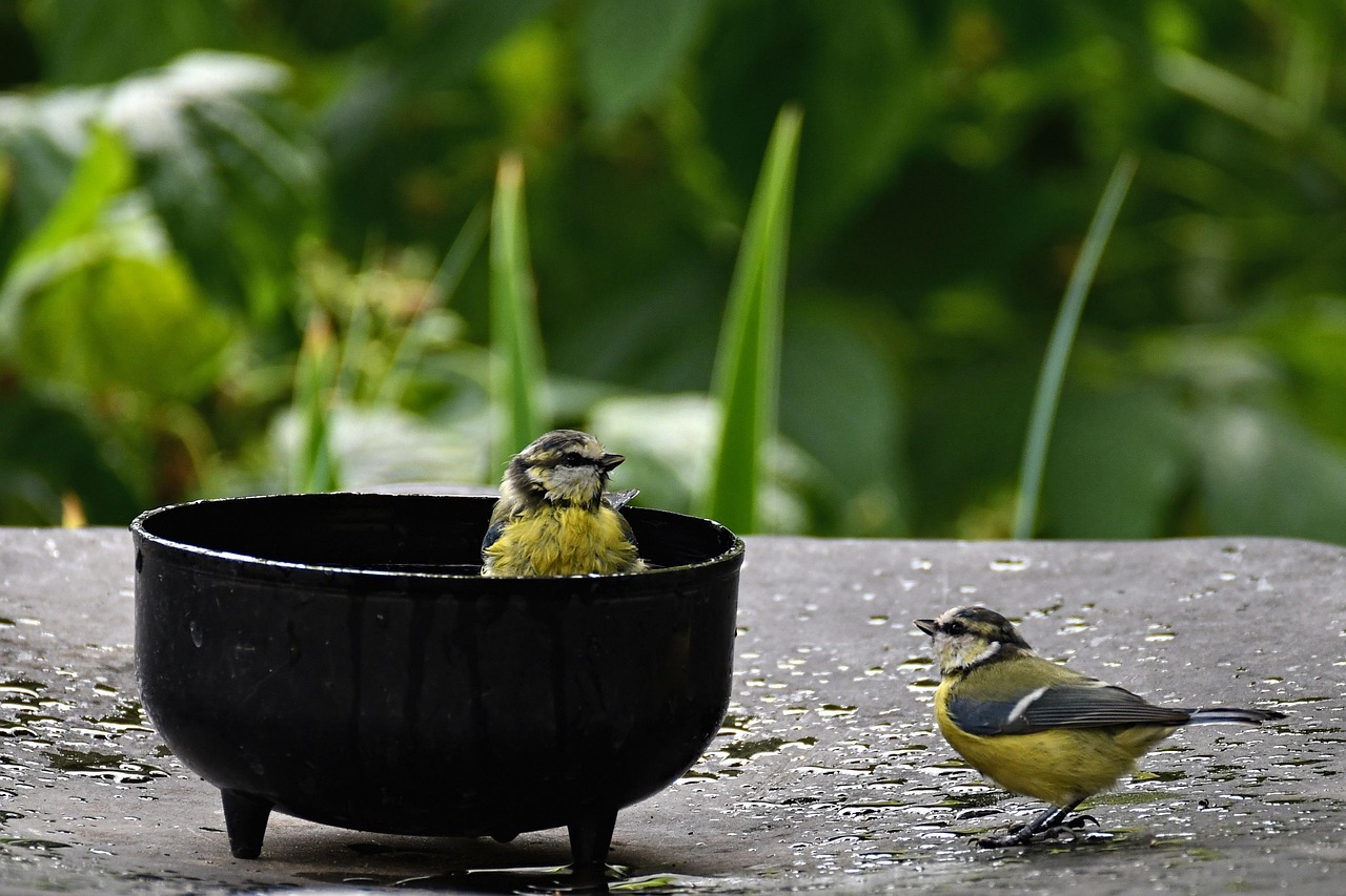 Bird Nature Ornithology - Free photo on Pixabay - Pixabay