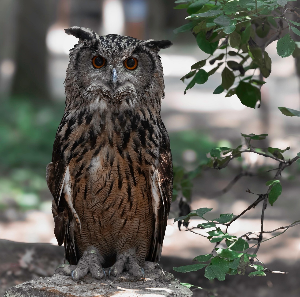 Owl Bird Nature - Free photo on Pixabay
