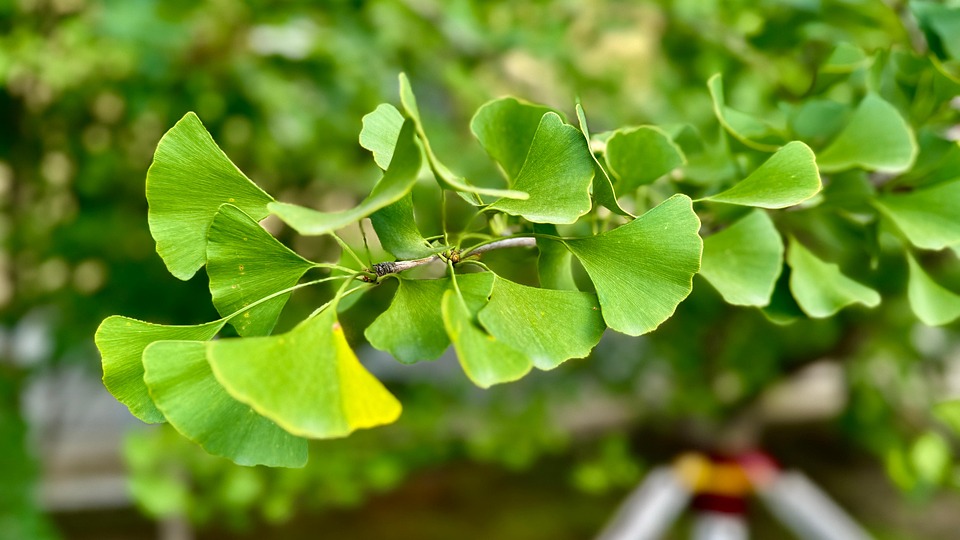 Ginkgo Liście Lato - Darmowe zdjęcie na Pixabay
