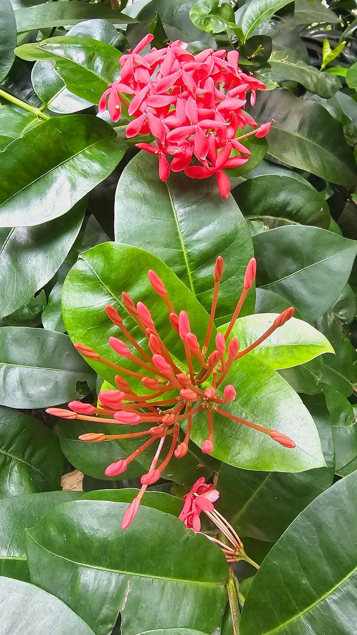 Flower Plant Green - Free photo on Pixabay
