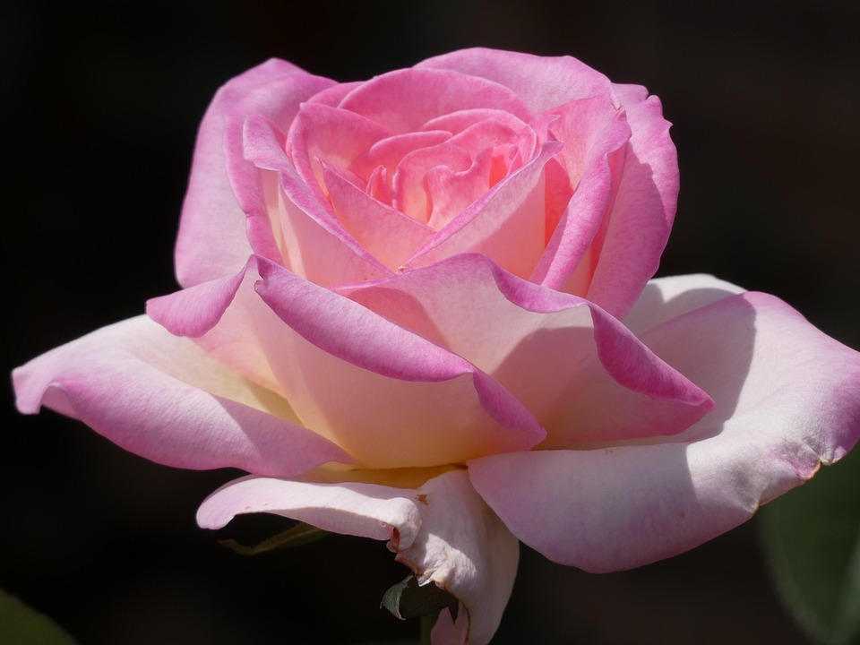 Pinke Rose Bedeutung