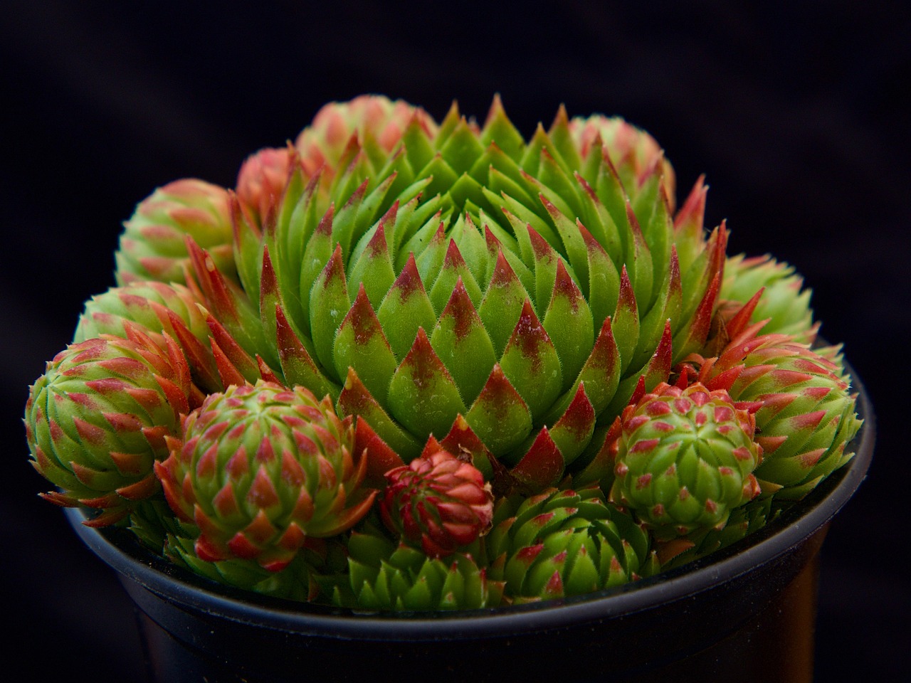 Suculento Planta Flora - Imagen gratis en Pixabay