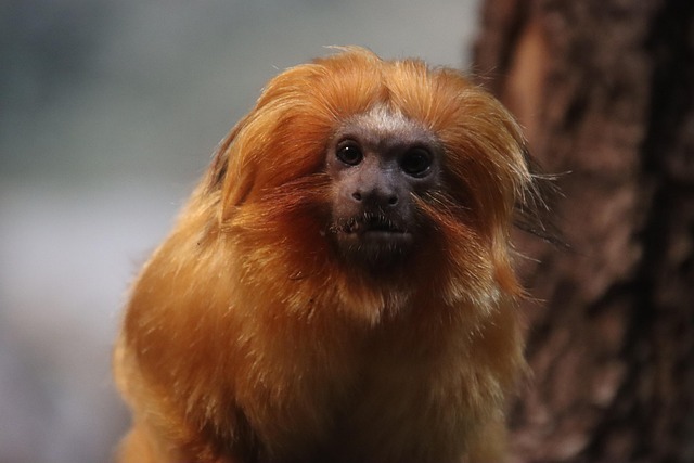 Amarelo Dourado Mico-Leão Macaco - Foto gratuita no Pixabay - Pixabay