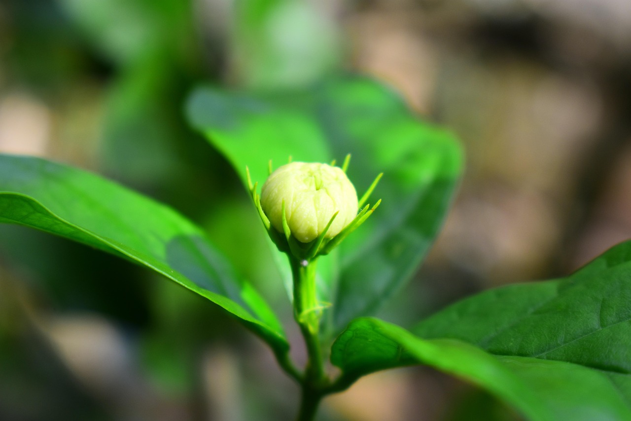 Flower Blossom Cocoon - Free photo on Pixabay
