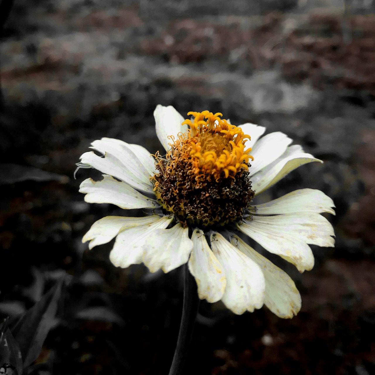 Flor Natureza Margarida - Foto gratuita no Pixabay