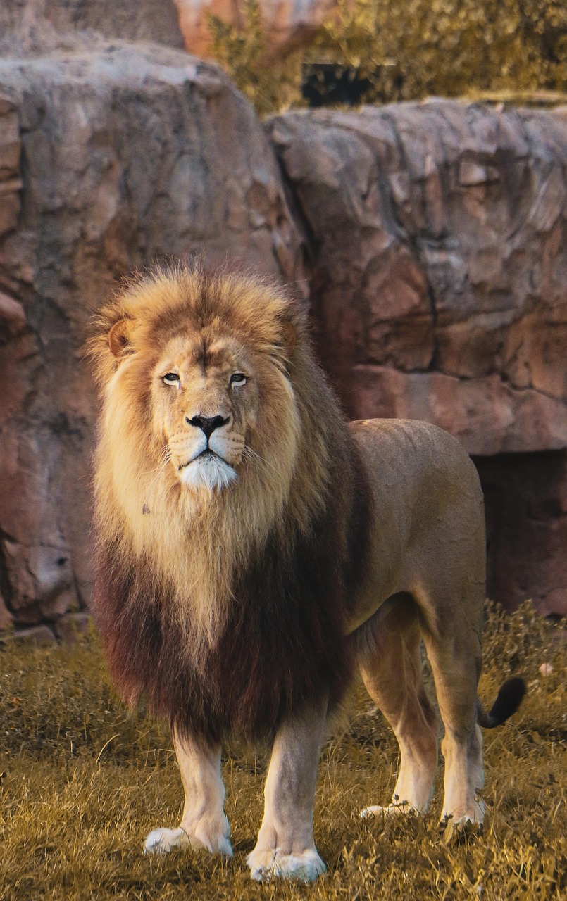 León Animal Hd