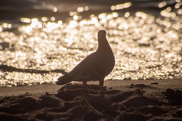 Dove Beach Sunset - Free photo on Pixabay - Pixabay