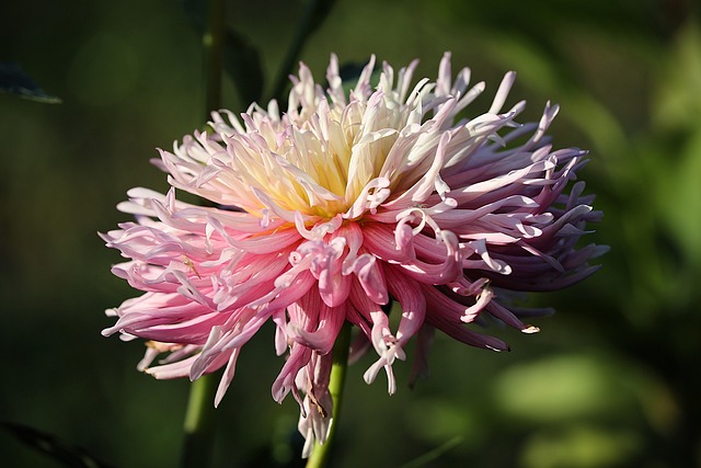 Dahlia Bunga Berbunga - Foto gratis di Pixabay