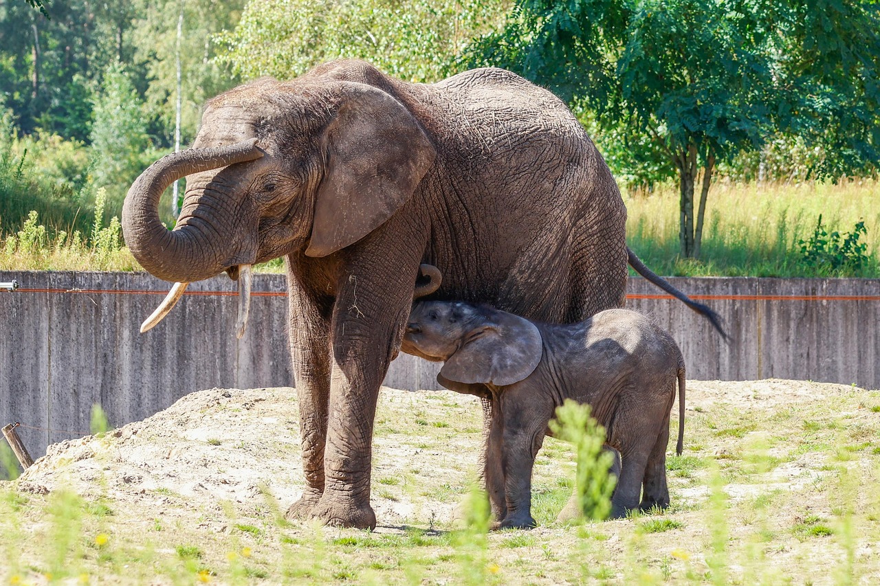 Elephant Animal Calf - Free photo on Pixabay - Pixabay