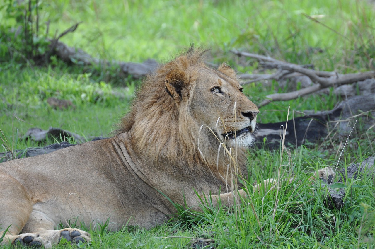 Lion Africa Zambia - Free photo on Pixabay - Pixabay