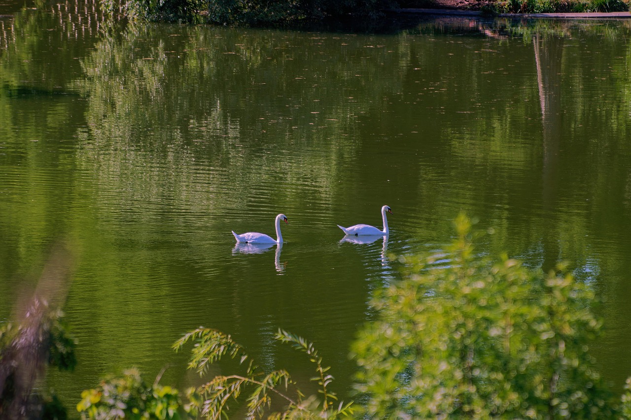 Swans Lake Swansea - Free photo on Pixabay