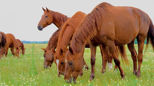 Horse Animal Equine - Free photo on Pixabay - Pixabay