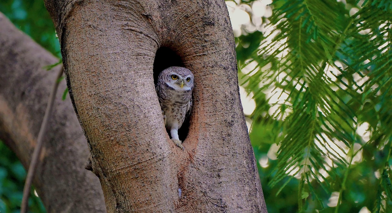 Owl Bird Animal - Free photo on Pixabay
