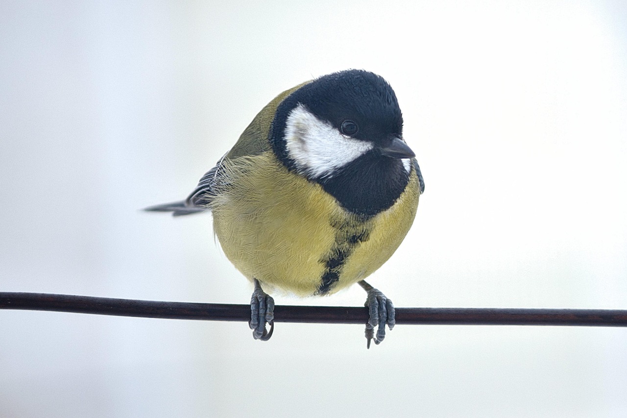 Great Tit Bird Wire - Free photo on Pixabay - Pixabay