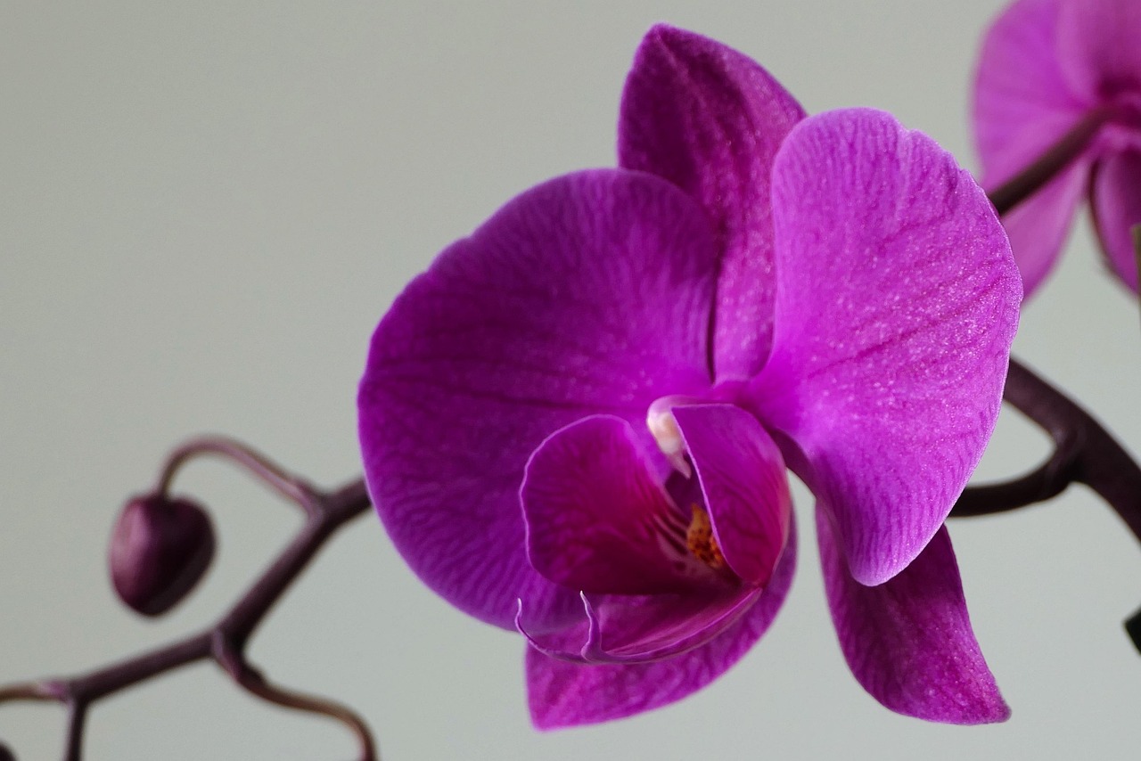 Orchidée Fleur Bloom - Photo gratuite sur Pixabay