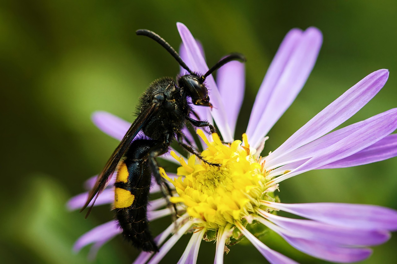 Download Wasp, Purple, Flower. Royalty-Free Stock Illustration Image ...