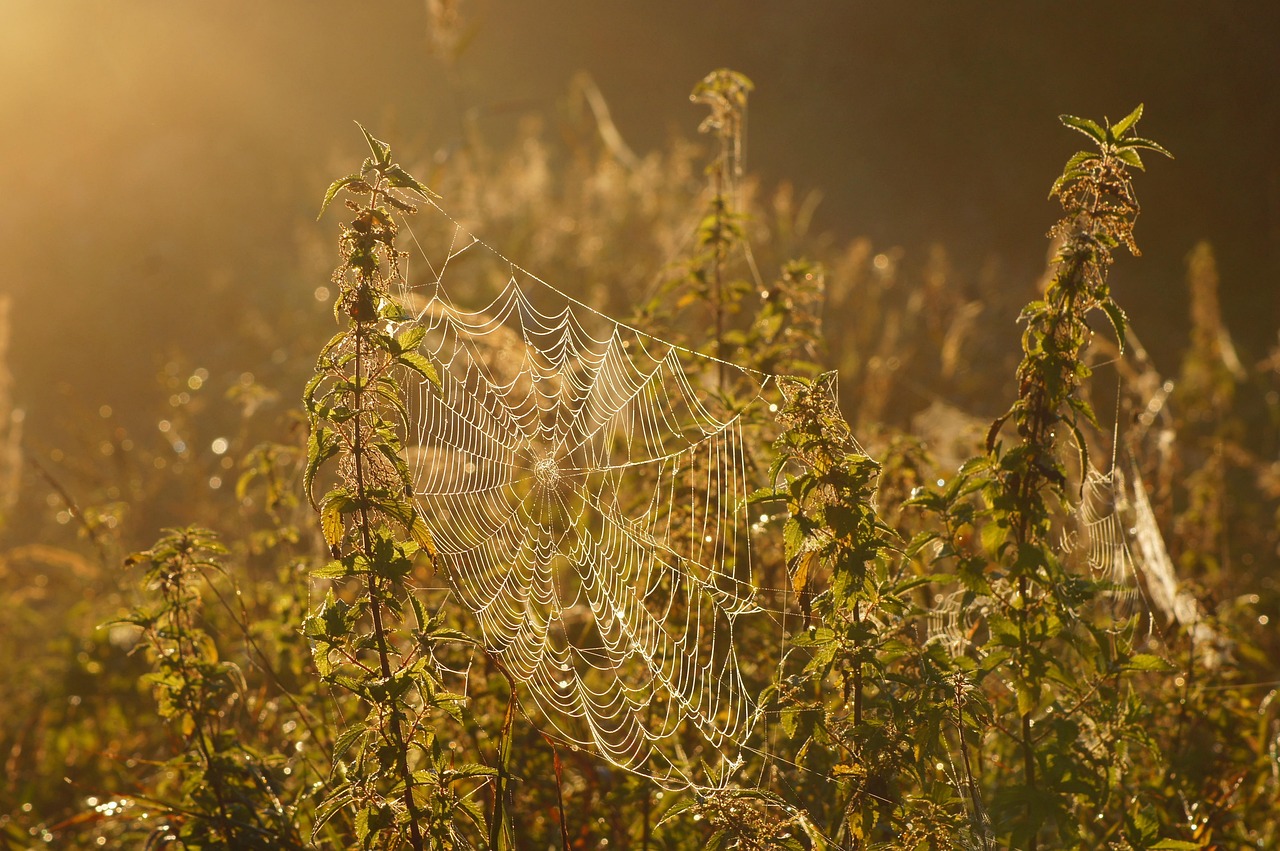 Spiderweb Nature Morning - Free photo on Pixabay