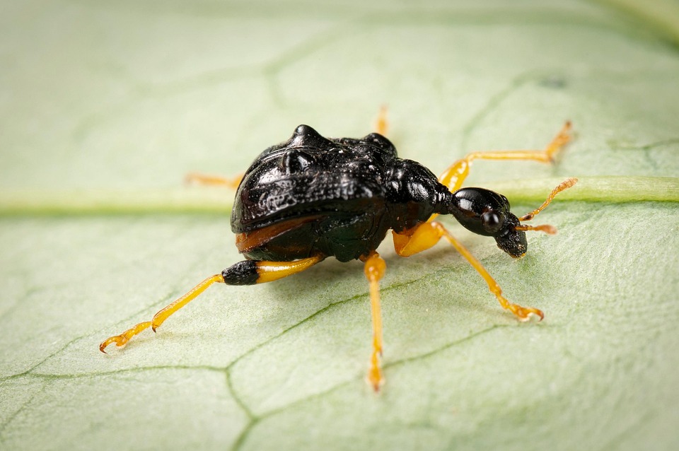 Phymatopoderus Flavimanus Weevils - Free photo on Pixabay