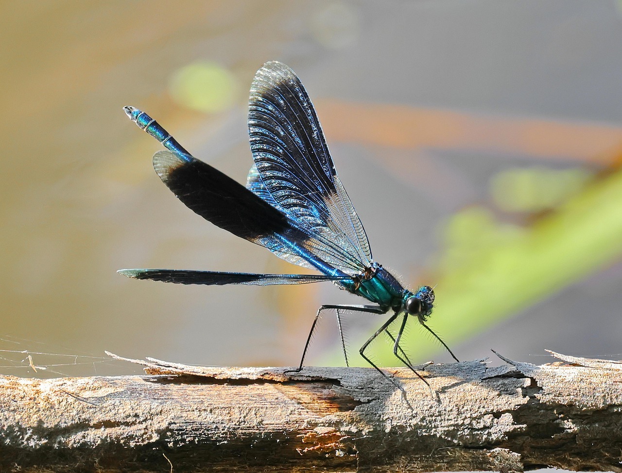 Dragonfly Insect Entomology - Free photo on Pixabay - Pixabay