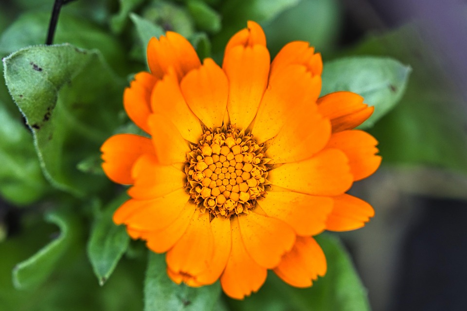 Fleur D'Oranger Calendula Souci - Photo gratuite sur Pixabay