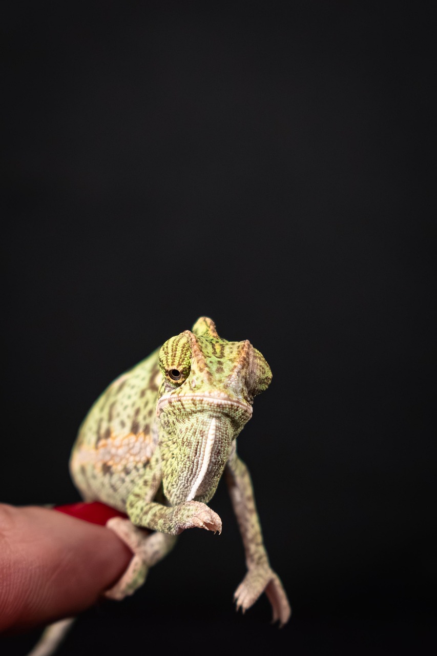Veiled Chameleon Reptile Animal - Free photo on Pixabay - Pixabay