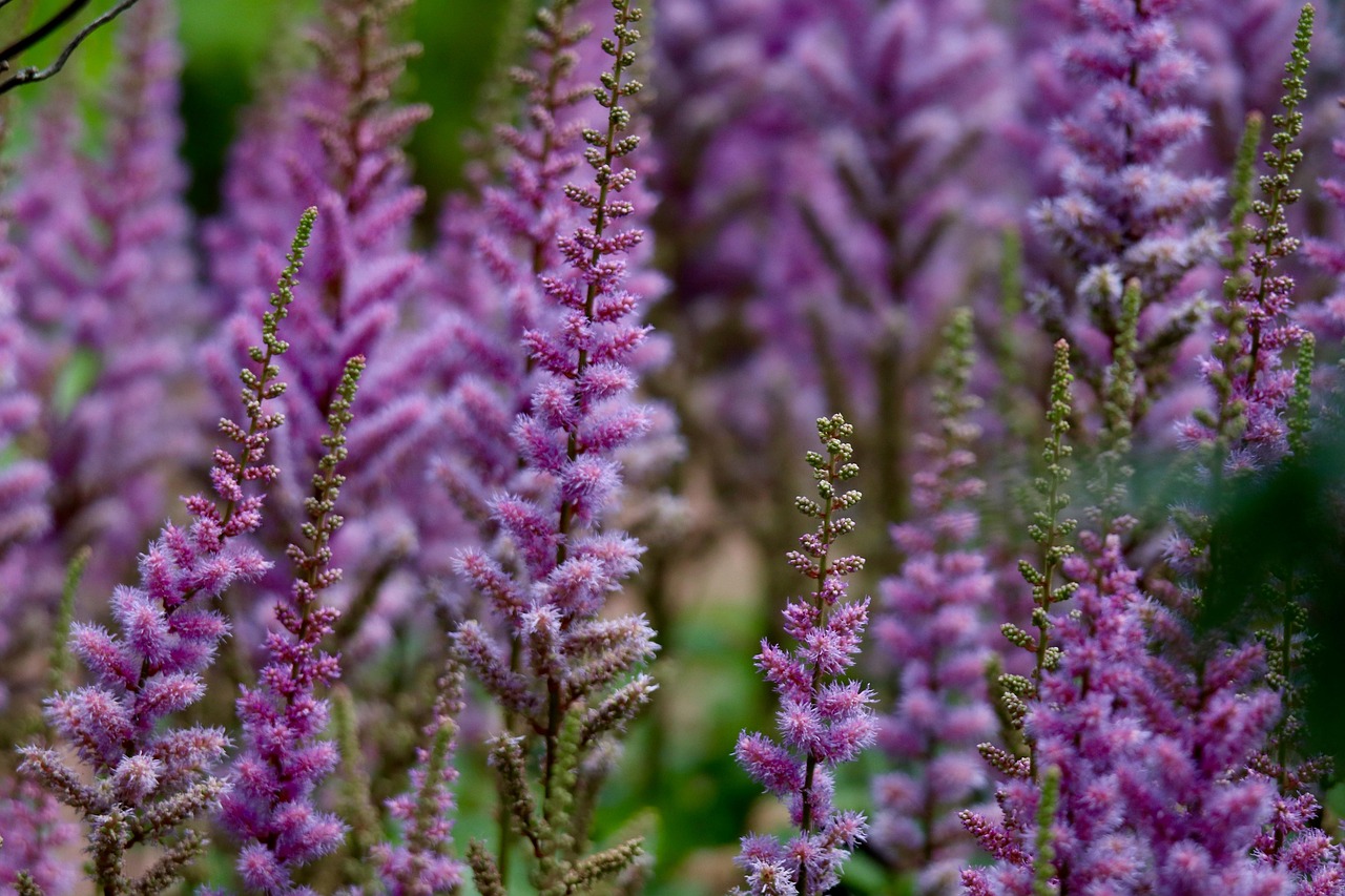 Astilbe Splendid Spirea Flowers - Free photo on Pixabay