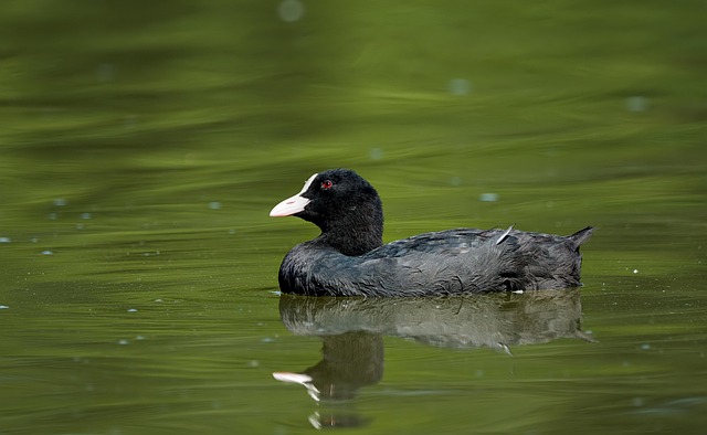 Eurasian Coot Duck - Free photo on Pixabay - Pixabay