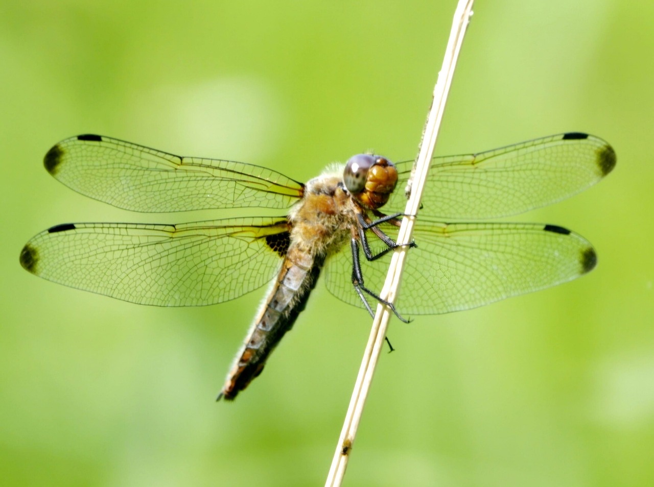 Libelle Insekt Natur - Kostenloses Foto auf Pixabay