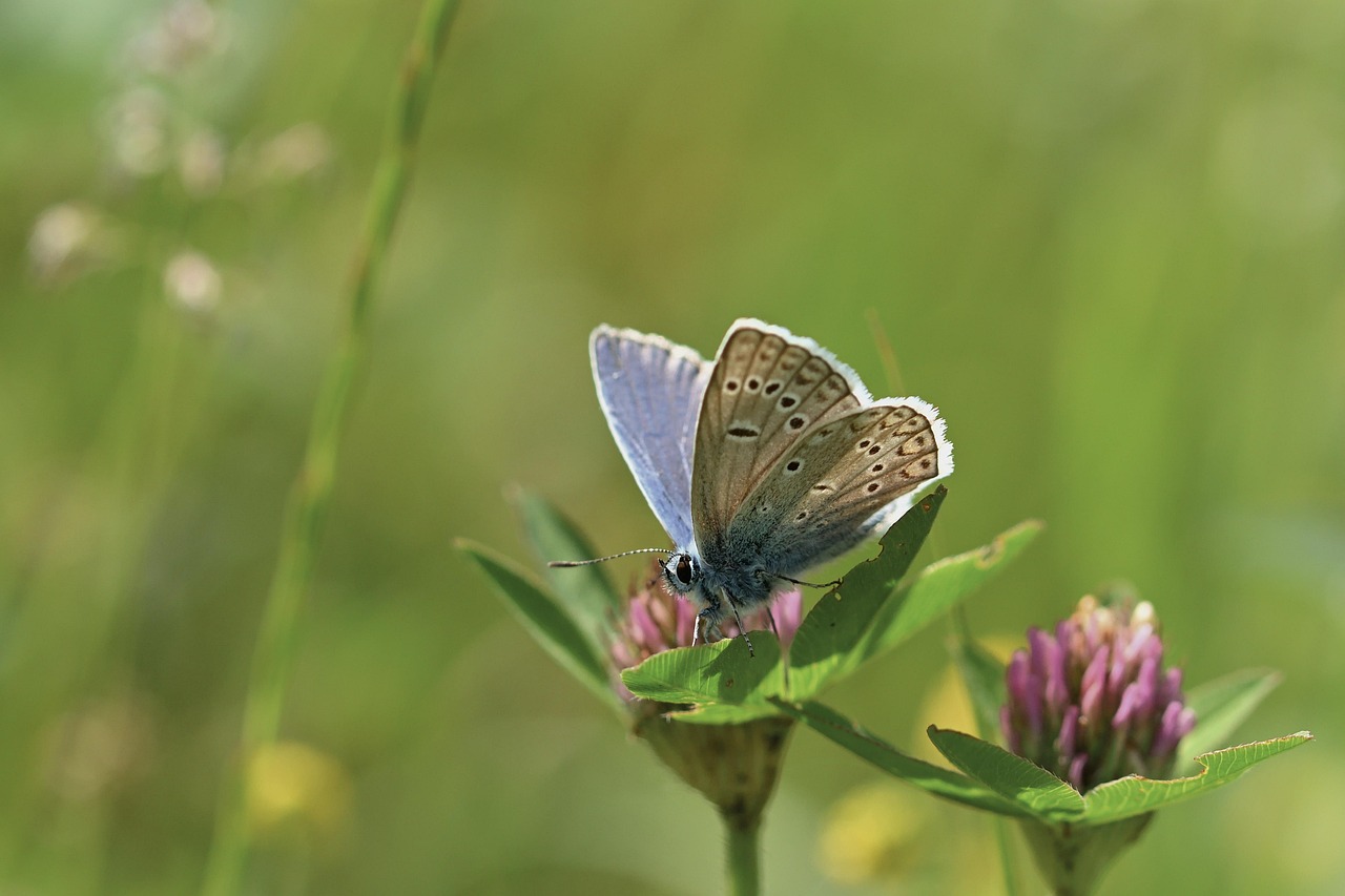 Butterfly Insect Wings - Free photo on Pixabay