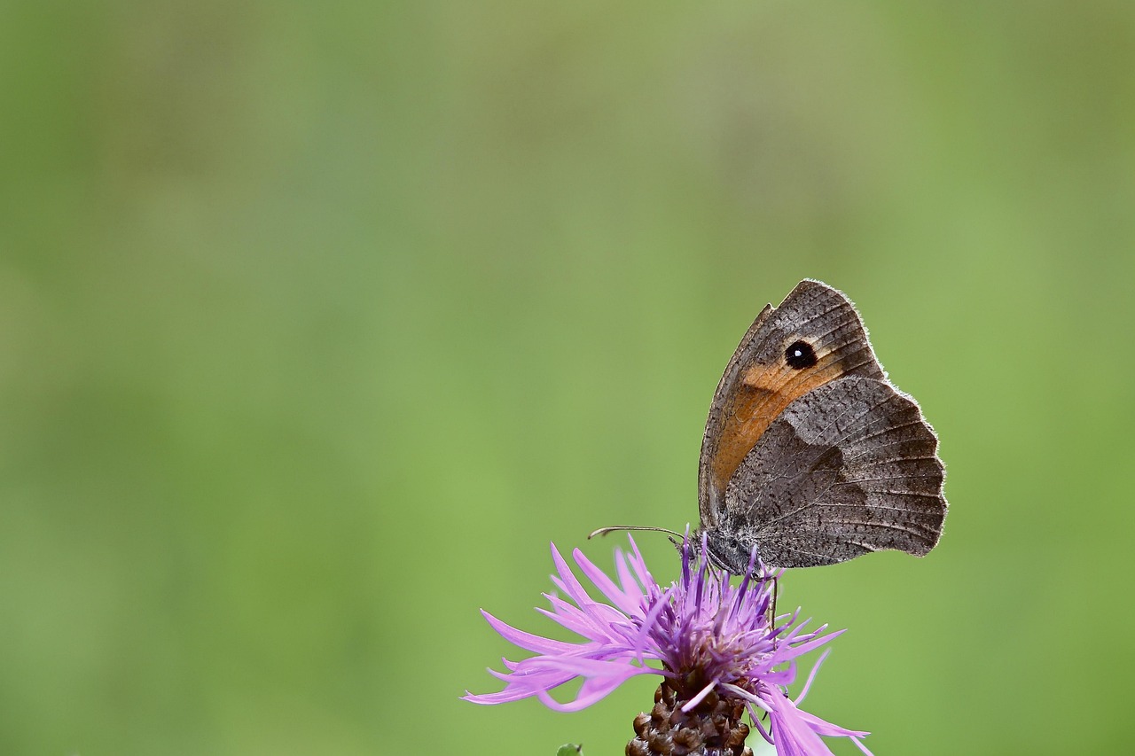 Butterfly Lycaon Flower - Free photo on Pixabay - Pixabay