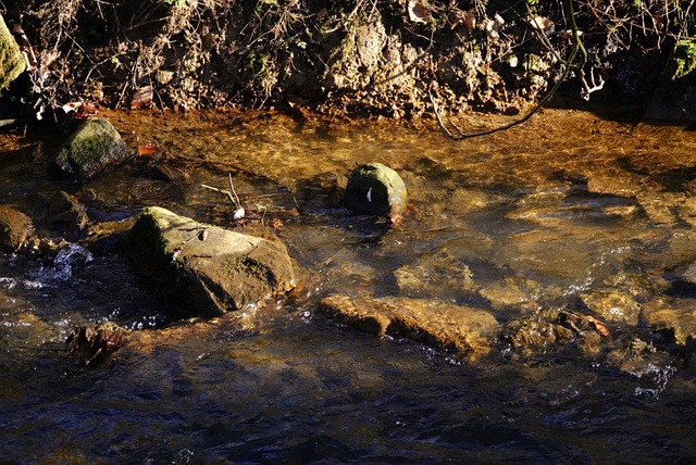 Arroyo Naturaleza Flujo - Foto gratis en Pixabay