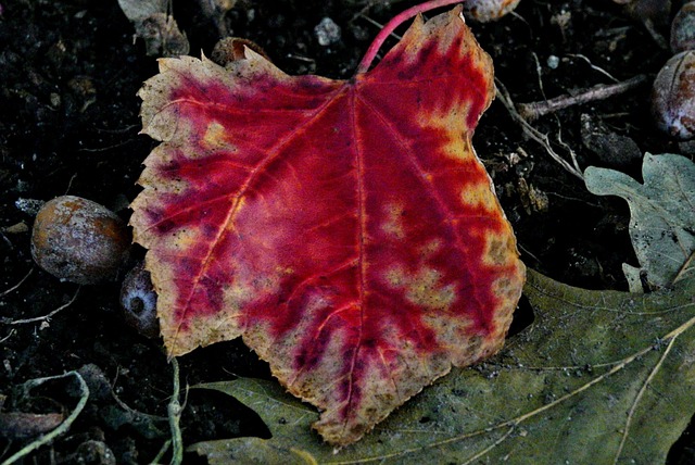 Frunze De Toamna - Fotografie gratuită pe Pixabay