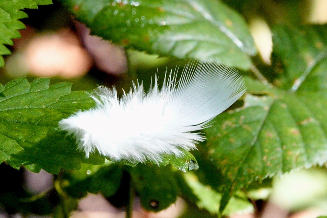 Feather Nature Close Up Bird - Free photo on Pixabay