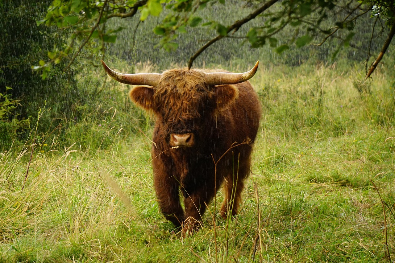 Scottish Highland Cow Bull - Free photo on Pixabay - Pixabay
