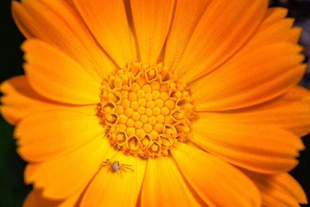Gul Blomma Makro Natur - Gratis foto på Pixabay